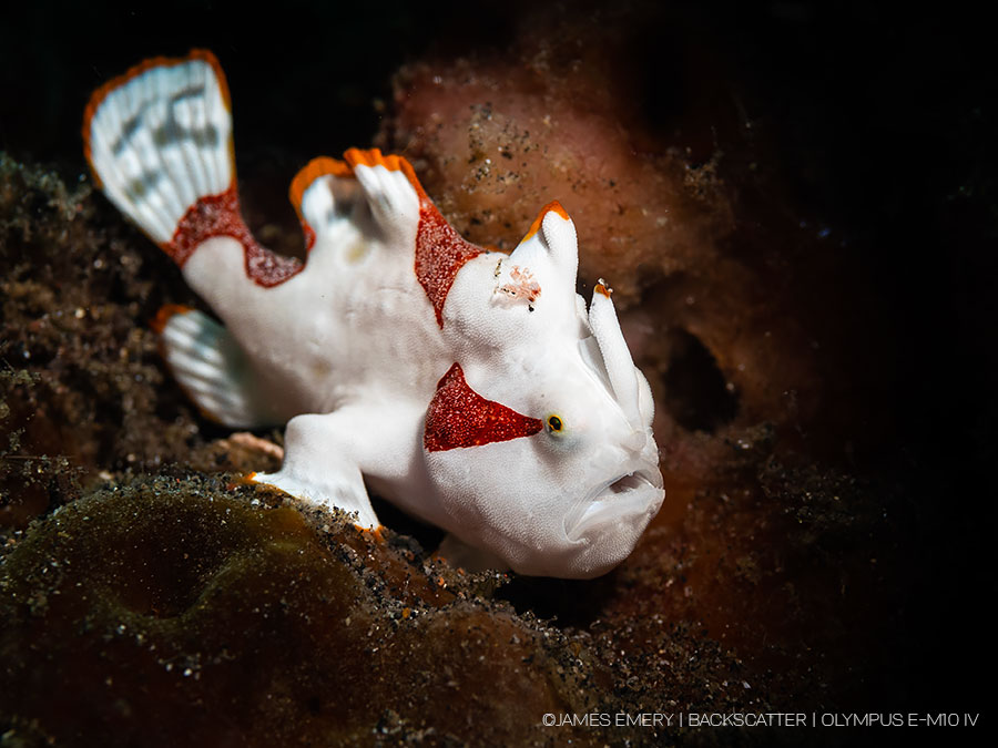 Underwater Photography - Backscatter