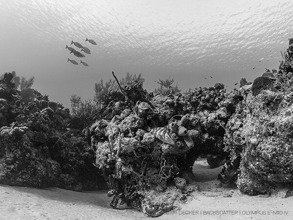 Olympus OM-D E-M10 IV Underwater Camera & Housing Review - Underwater ...