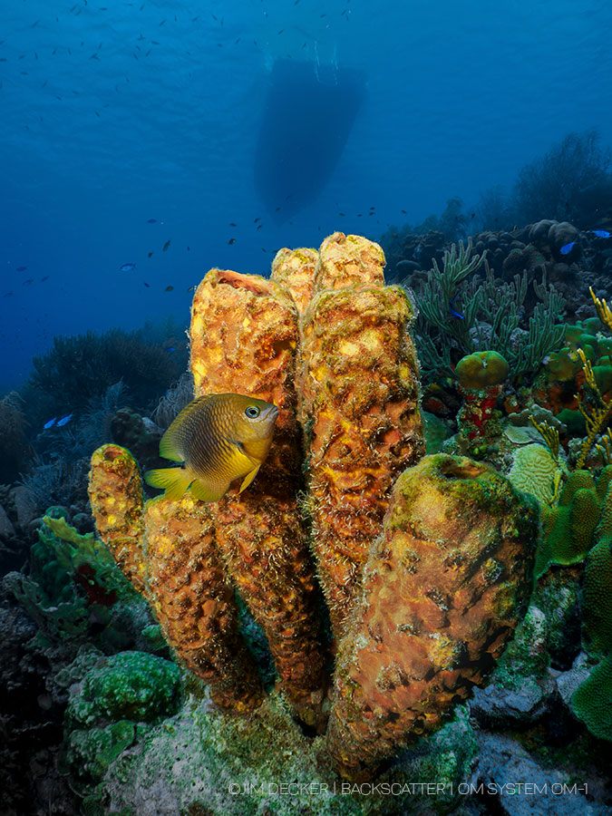 OM System OM-1 Underwater Camera Review - Underwater Photography ...