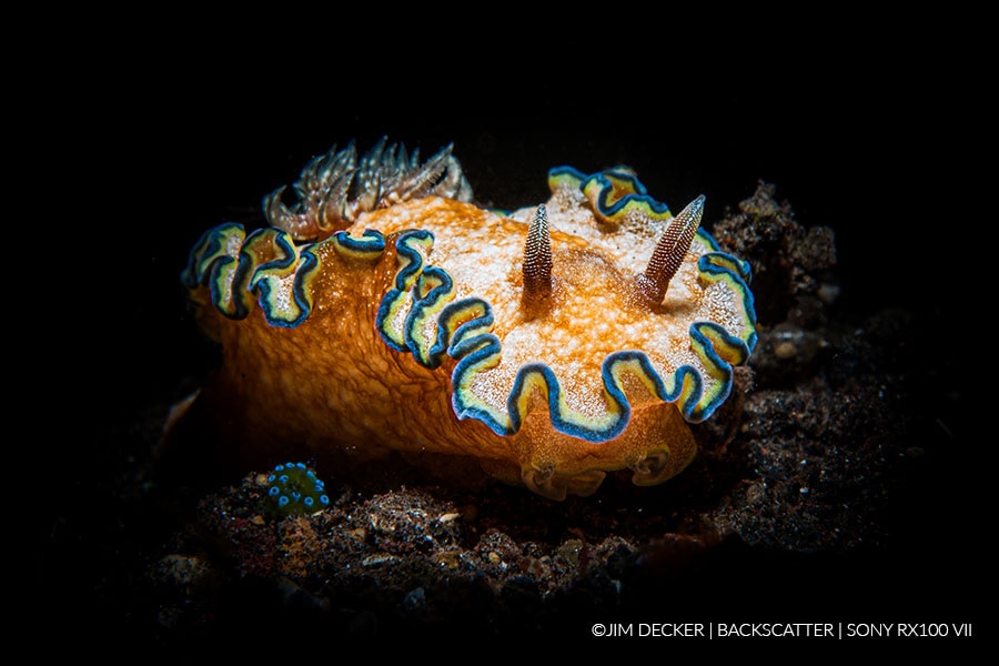 Best Underwater Cameras of 2025: Compact Cameras - Underwater ...