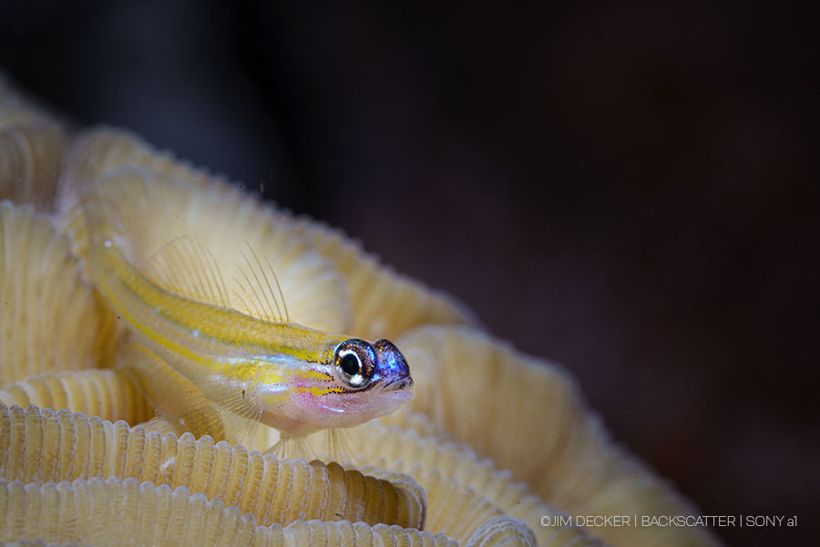 Sony a1 Underwater Camera Review - Underwater Photography - Backscatter