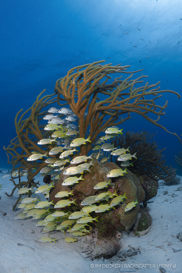 Sony a1 Underwater Camera Review - Underwater Photography - Backscatter