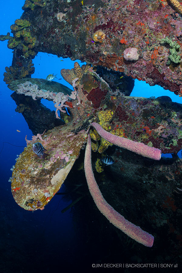 Sony a1 Underwater Camera Review - Underwater Photography - Backscatter