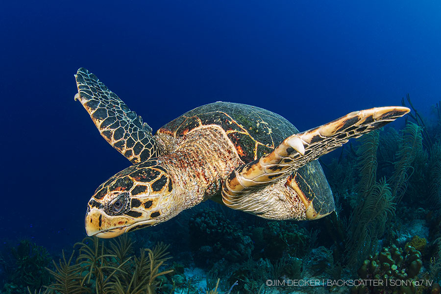 Underwater Photography - Backscatter