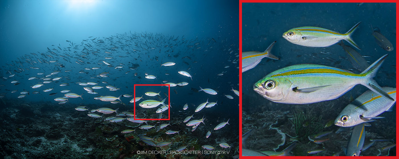 Underwater Photography - Backscatter