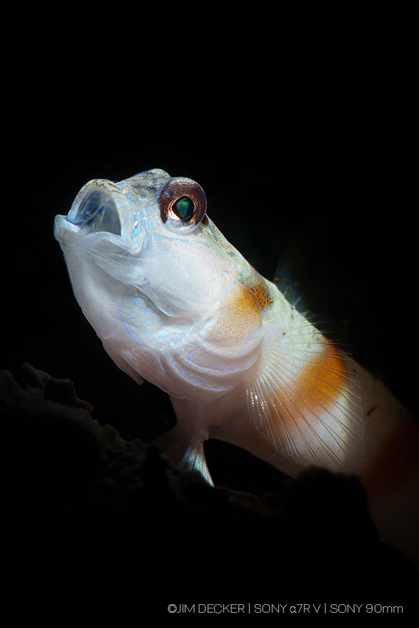 Underwater Photography - Backscatter