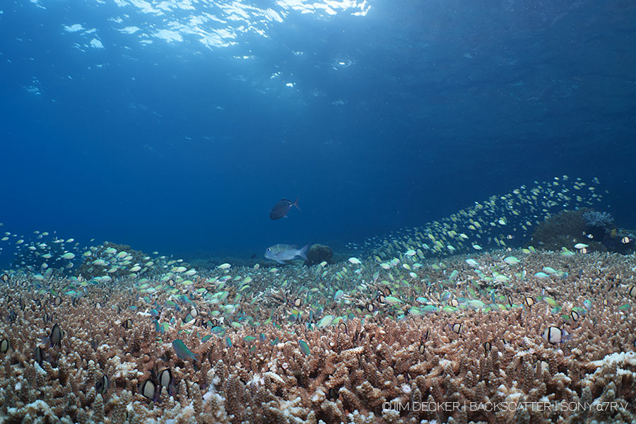 Underwater Photography - Backscatter