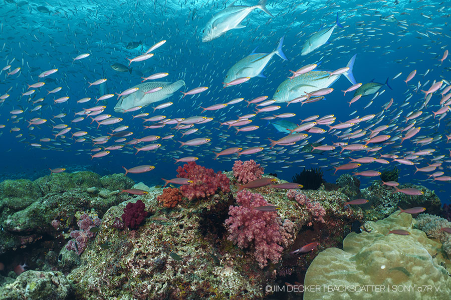 Underwater Photography - Backscatter