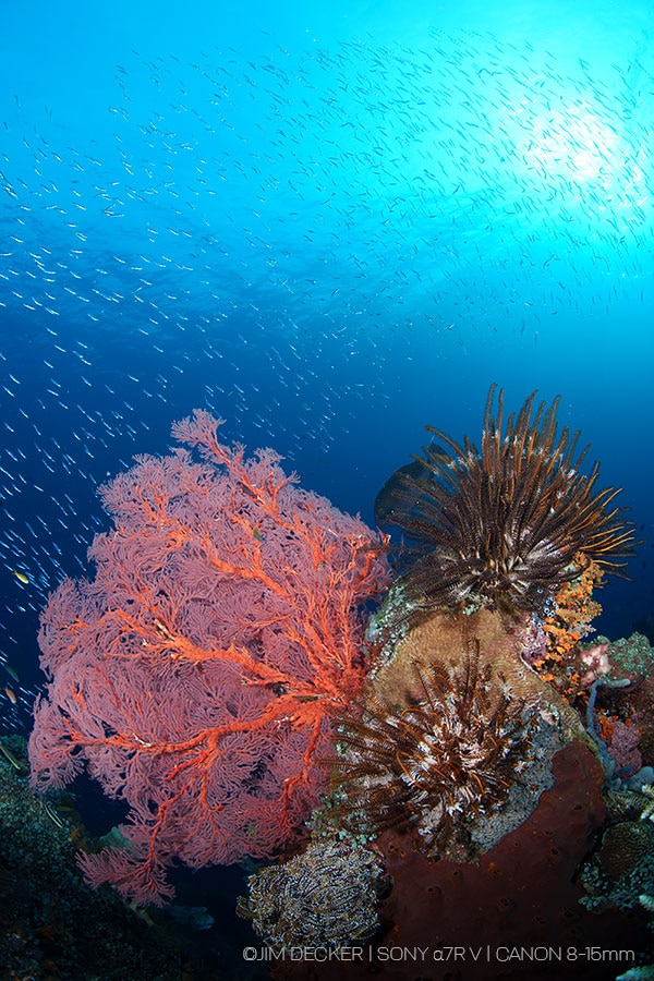 Underwater Photography - Backscatter
