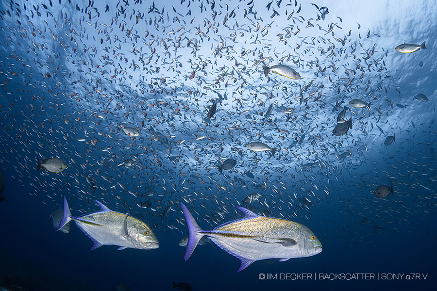 Underwater Photography - Backscatter