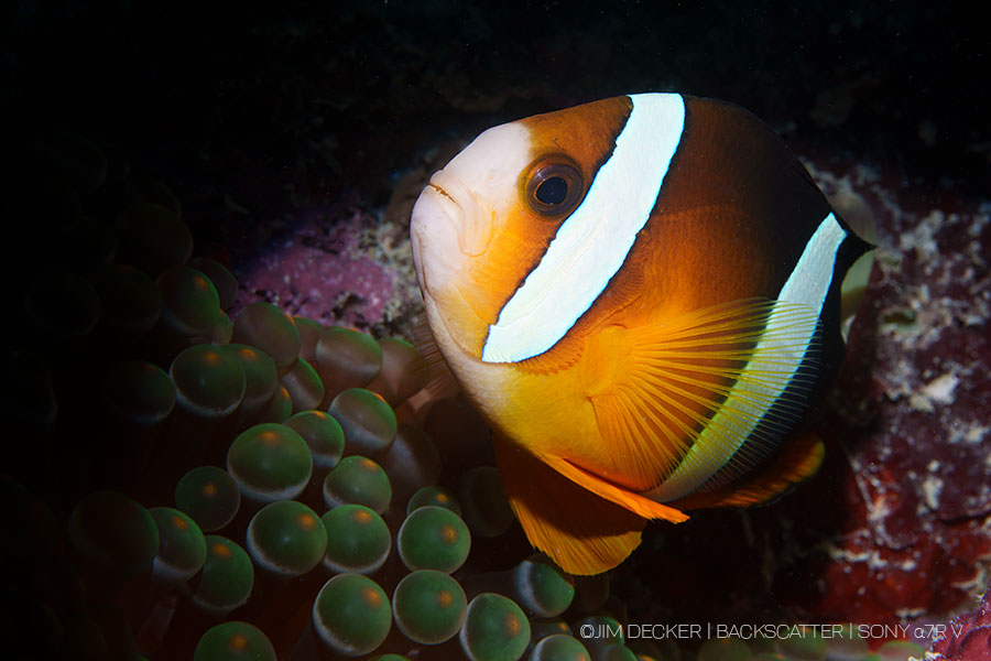 Underwater Photography - Backscatter