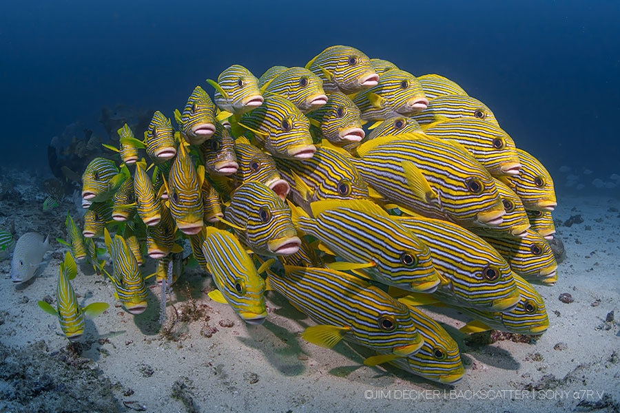 Underwater Photography - Backscatter