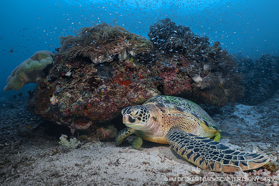 Underwater Photography - Backscatter