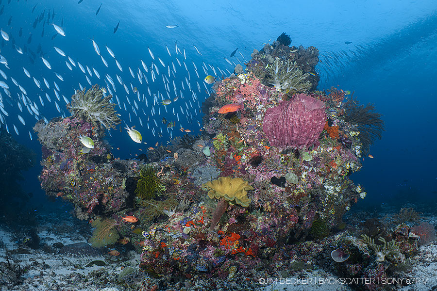 Underwater Photography - Backscatter