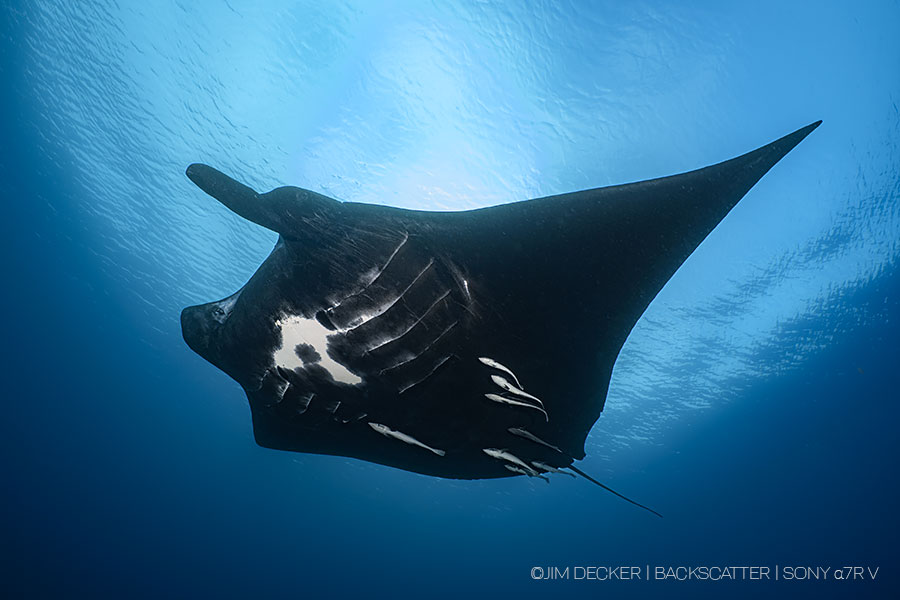 Underwater Photography - Backscatter