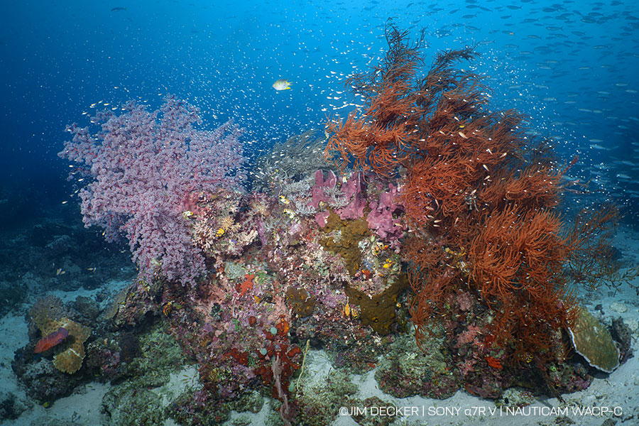 Underwater Photography - Backscatter