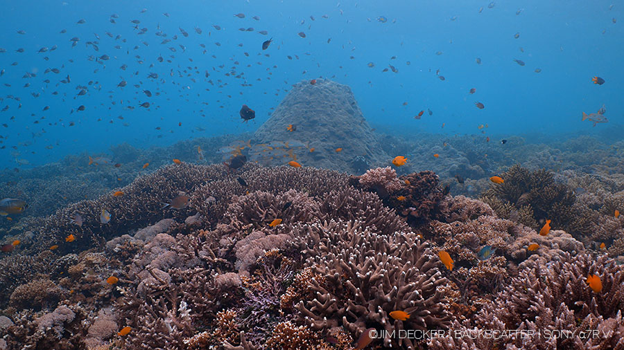 Underwater Photography - Backscatter