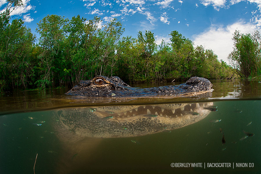 Half Underwater Swamp