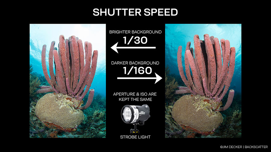 Strobes vs. Video Lights for Underwater Photography - Underwater ...