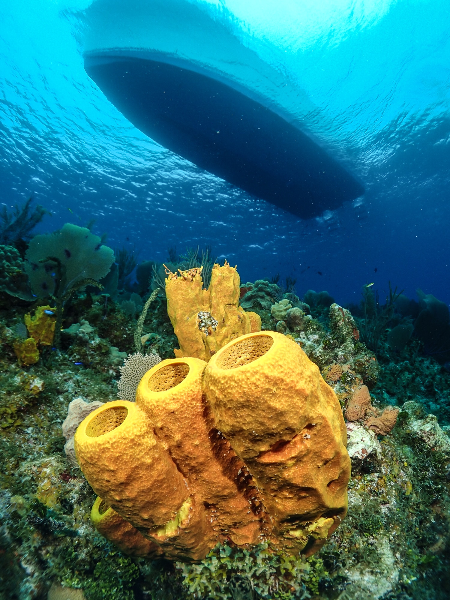 Underwater Photography - Backscatter