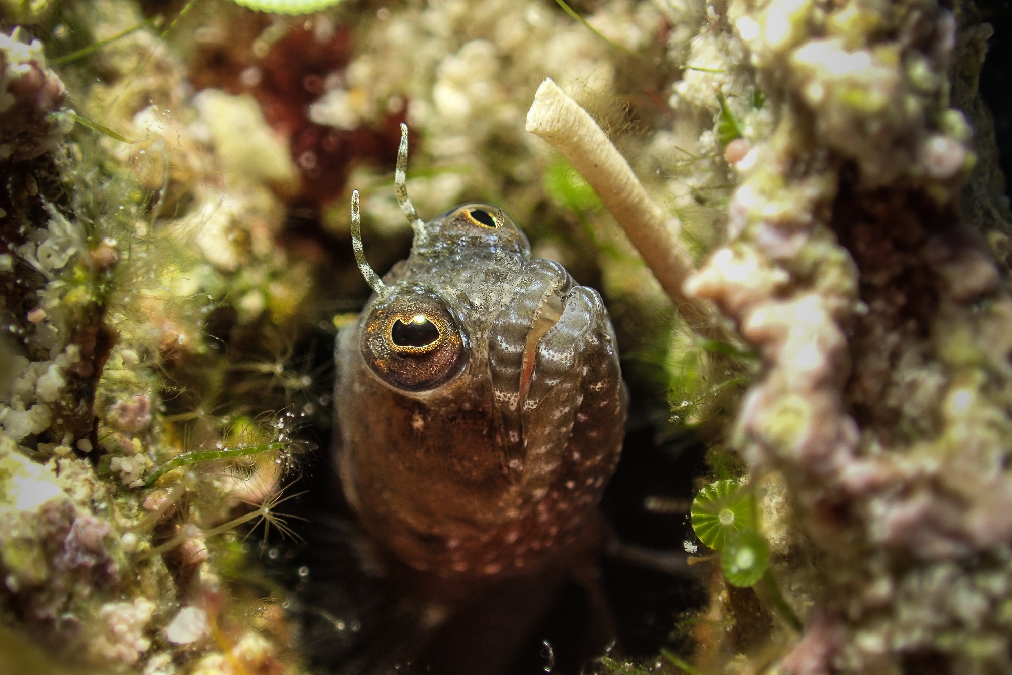 Underwater Photography - Backscatter