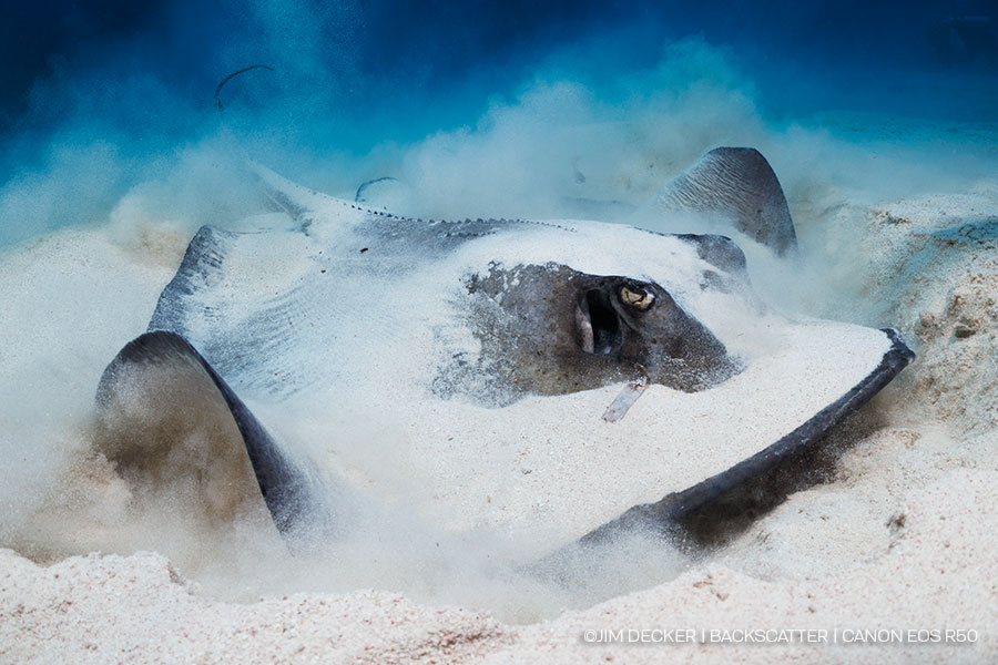 Best Underwater Cameras of 2025: Compact Cameras - Underwater ...