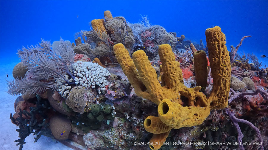 Complete Guide For GoPro HERO13 Best Underwater Video & Photo Settings ...