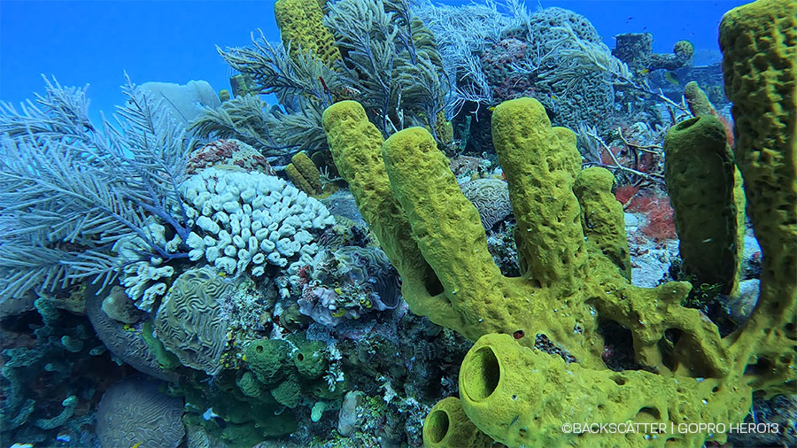 Complete Guide For GoPro HERO13 Best Underwater Video & Photo Settings ...