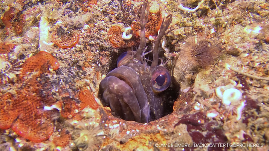 GoPro HERO13 Camera & Underwater Housing Review - Underwater ...