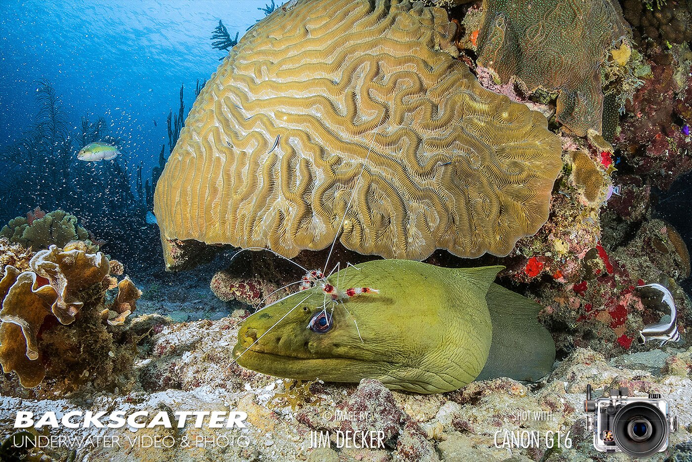Underwater Photography - Backscatter
