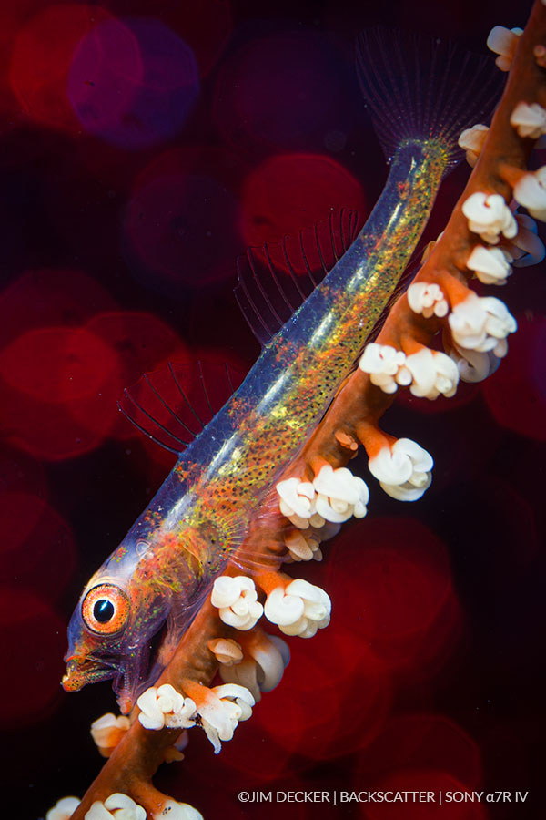 Underwater Photography - Backscatter