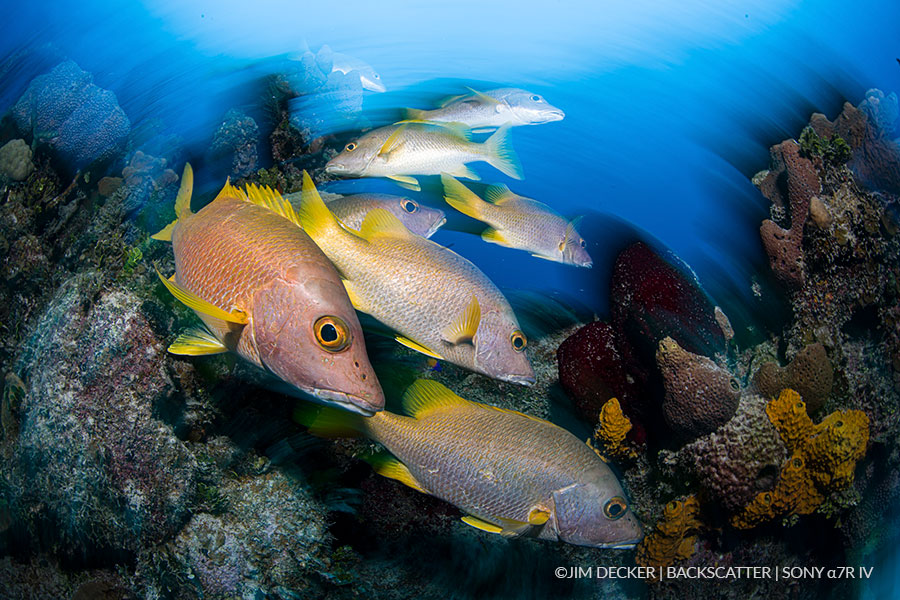 Underwater Photography - Backscatter