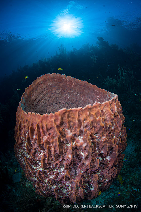 Underwater Photography - Backscatter