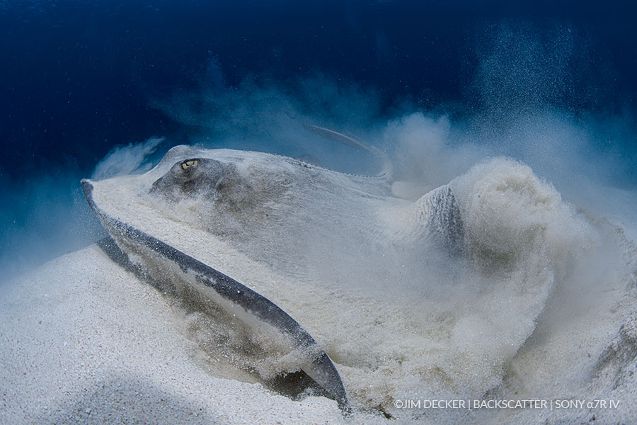 Underwater Photography - Backscatter