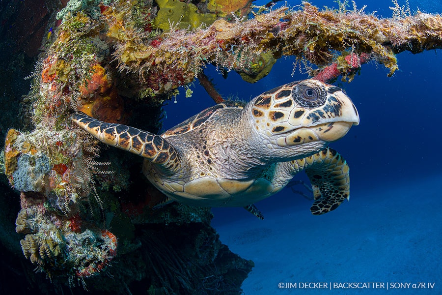 Underwater Photography - Backscatter