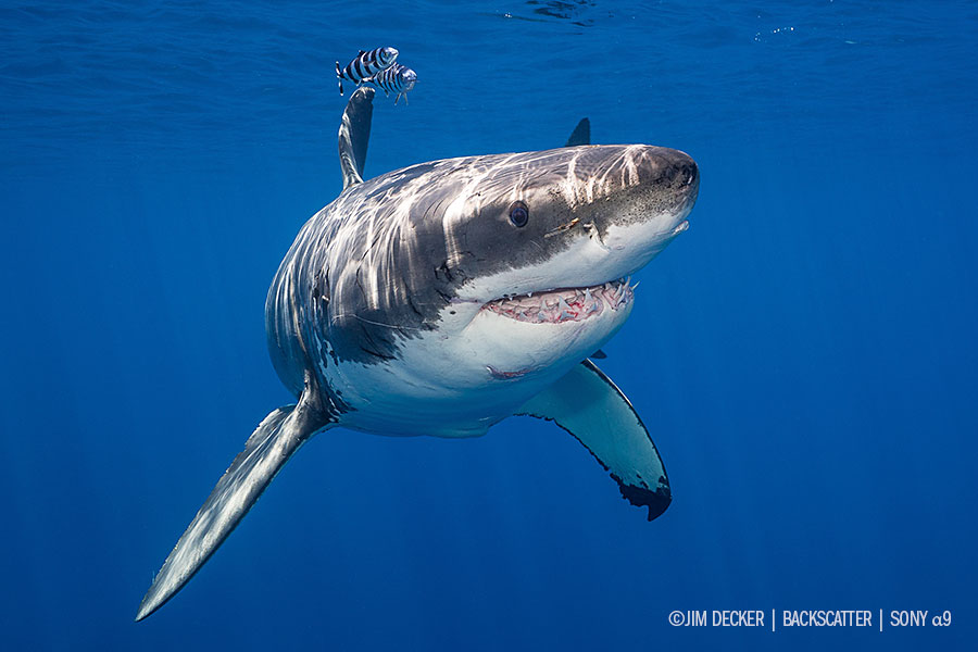 Sony a9 Underwater Camera Review—Shooting Great White Sharks ...
