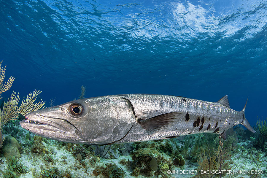 The Zen of Underwater Strobe Placement - Underwater Photography ...