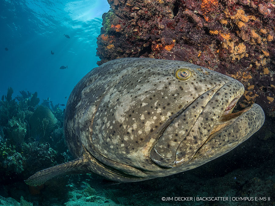 The Zen of Underwater Strobe Placement - Underwater Photography ...