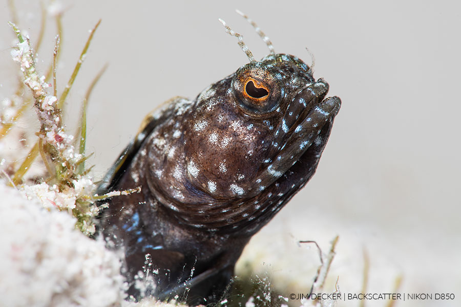 The Zen of Underwater Strobe Placement - Underwater Photography ...