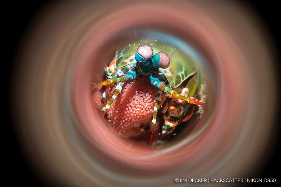 Underwater Photography - Backscatter