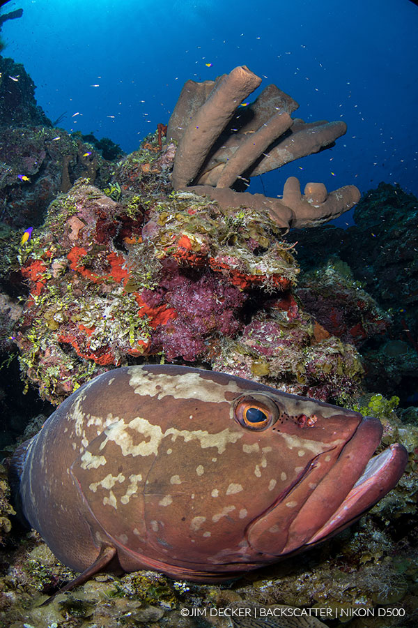The Zen of Underwater Strobe Placement - Underwater Photography ...