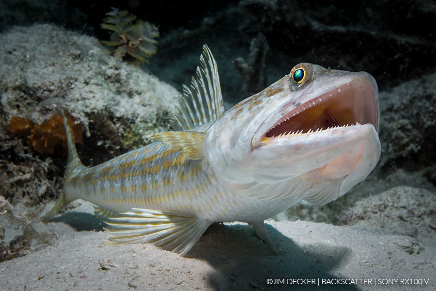 The Zen of Underwater Strobe Placement - Underwater Photography ...