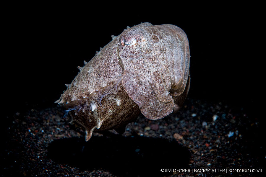 The Zen of Underwater Strobe Placement - Underwater Photography ...