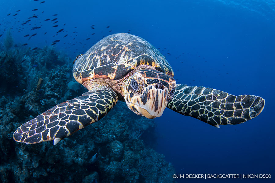 The Zen of Underwater Strobe Placement - Underwater Photography ...