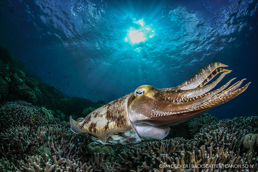 Underwater Photography - Backscatter
