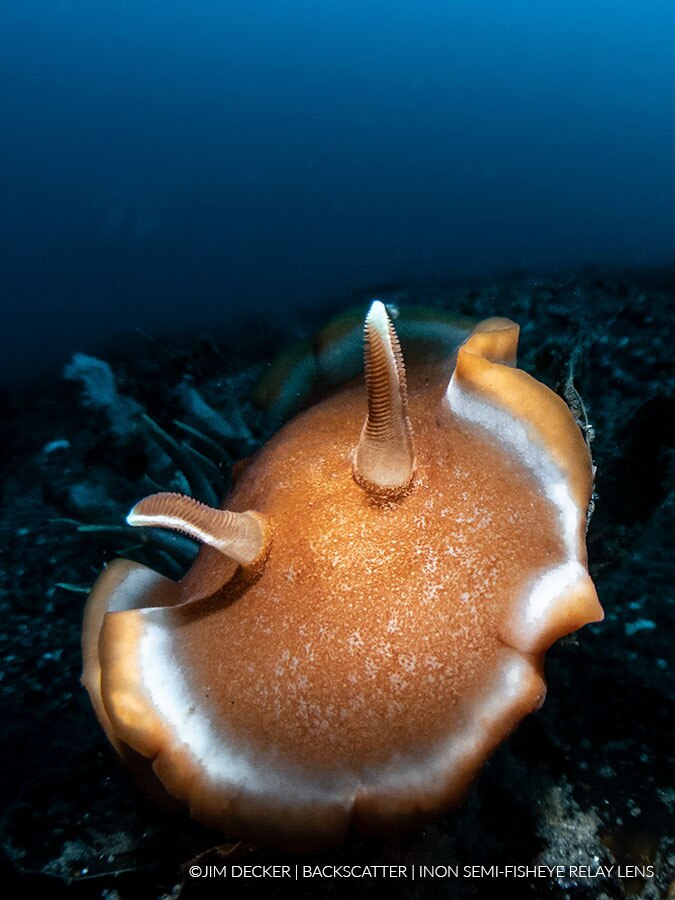 Underwater Photography - Backscatter