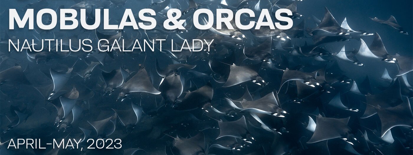 Mobulas & Orca Baja, Mexico Nautilus Trip - Nautilus Galant Lady with ...
