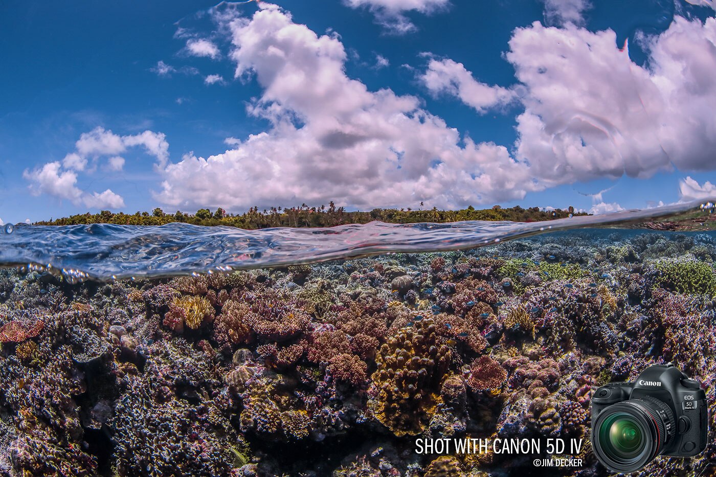 Canon 5D Mark IV Underwater Camera Review Part II Underwater Canon 5D Mark IV Underwater Camera Review Part II Underwater