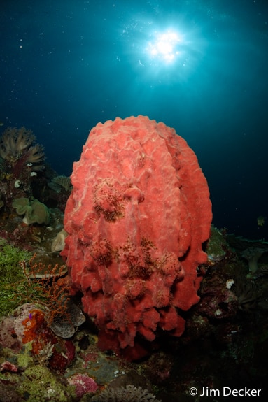 Underwater Photography - Backscatter